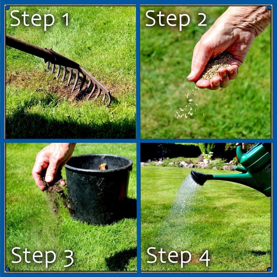 Traditional Meadow Grass Seed. Create a Wild Flower Garden Fast Growing ...