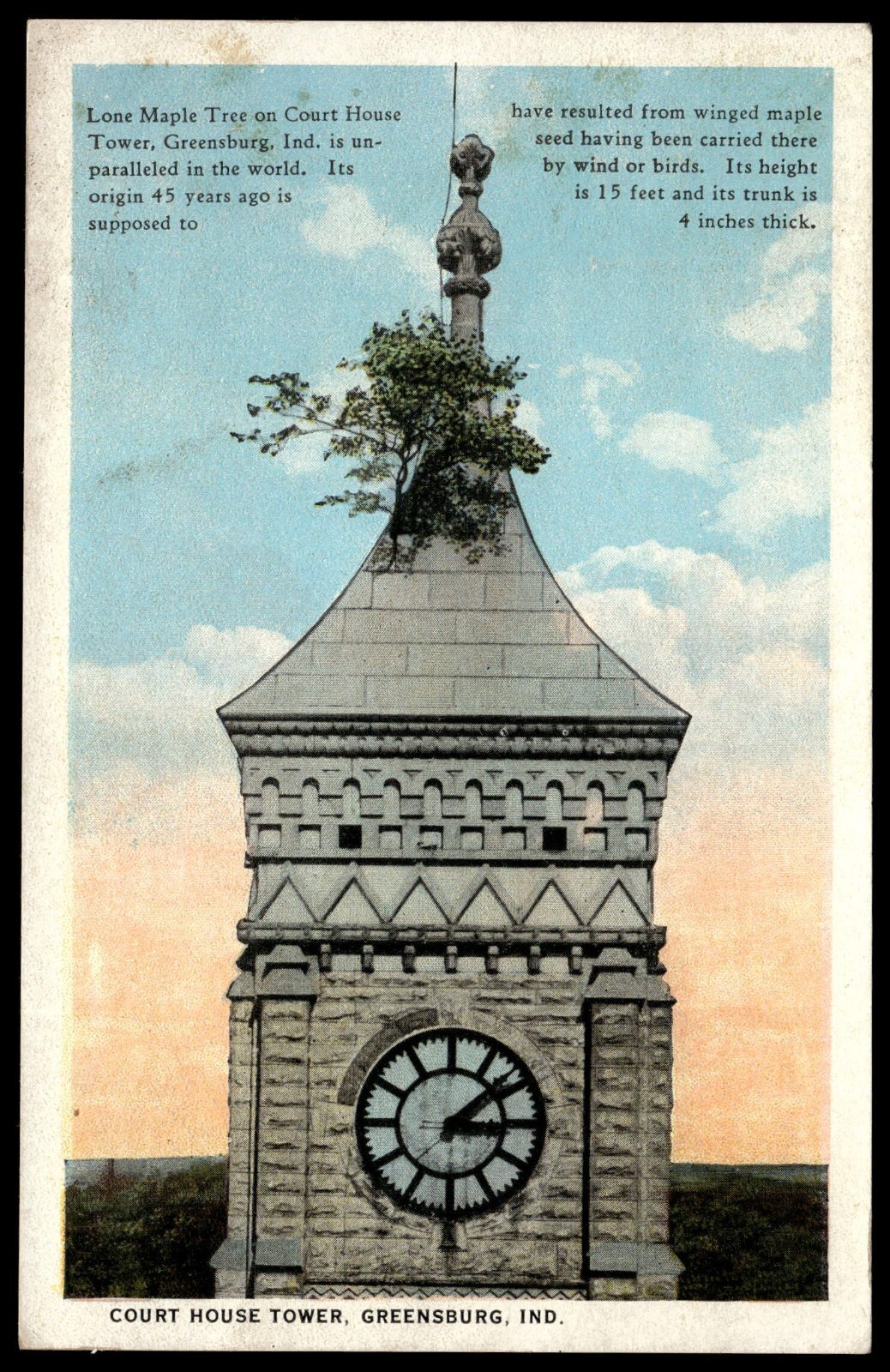 Postcard Maple Tree Court House Tower roof Greensburg Indiana | eBay