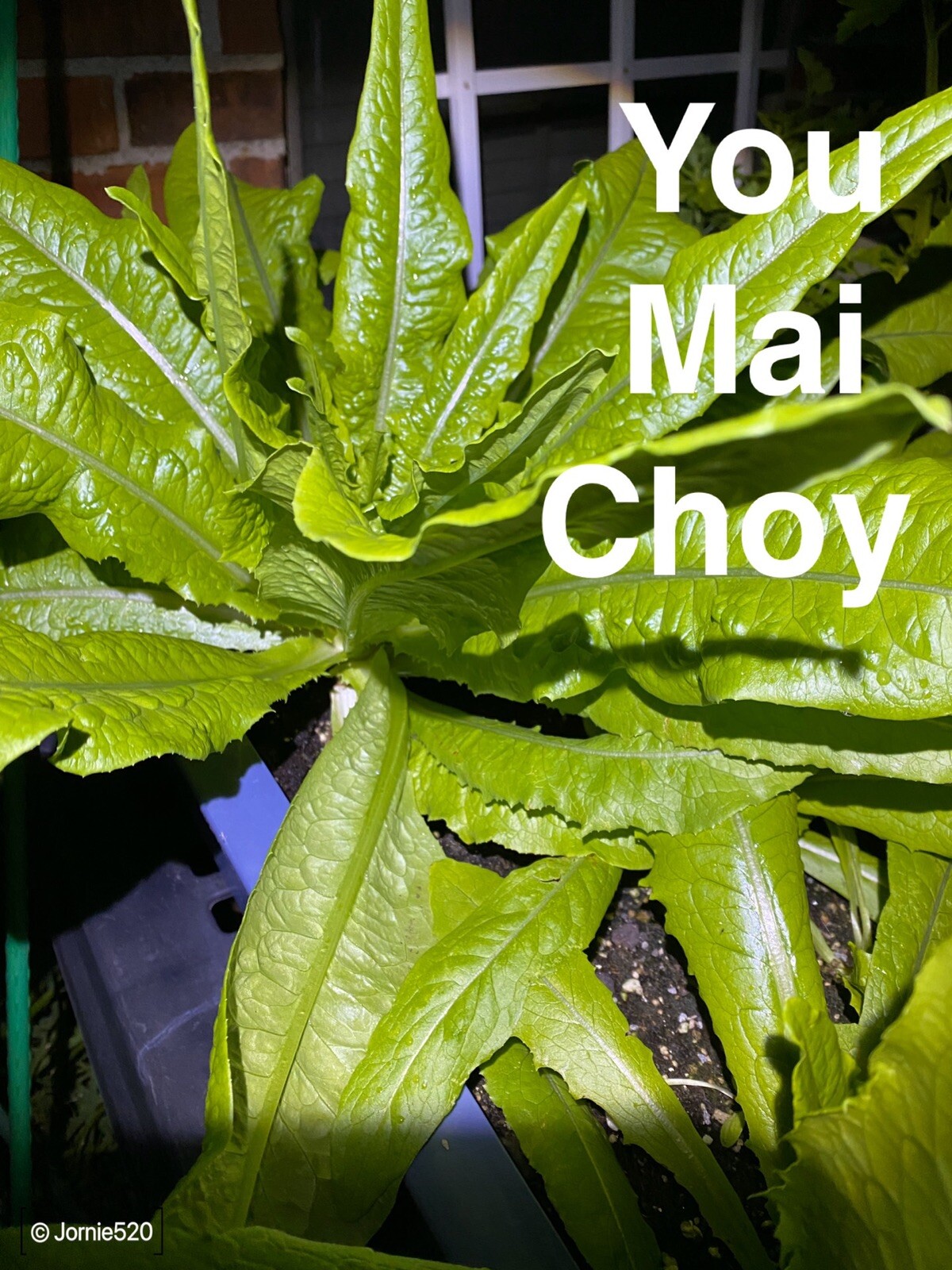 RARE Heirloom You Mai Choy/Yau Mak Choi/Phoenix Tail Lettuce 50+ Seeds ...