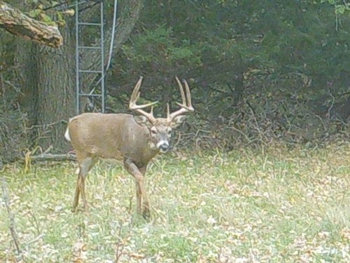"BUCKSHOT" Ultimate Deer Lure, Deer Gland Scent, Strong Attractant ...