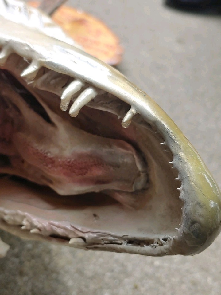 VTG REAL FISH TAXIDERMY 51" MUSKY WALL MOUNT By Lax 32.5lbs WI Lac ...