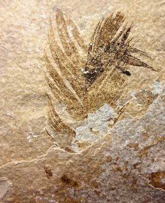 5 cm tall Fossil bird feather in matrix - Green River fm, Wyoming ...