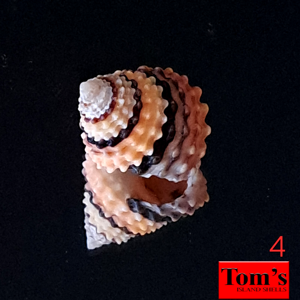 Tectarius coronatus #4 19.4mm ULTRA! ELEGANT BEAUTY from the ...