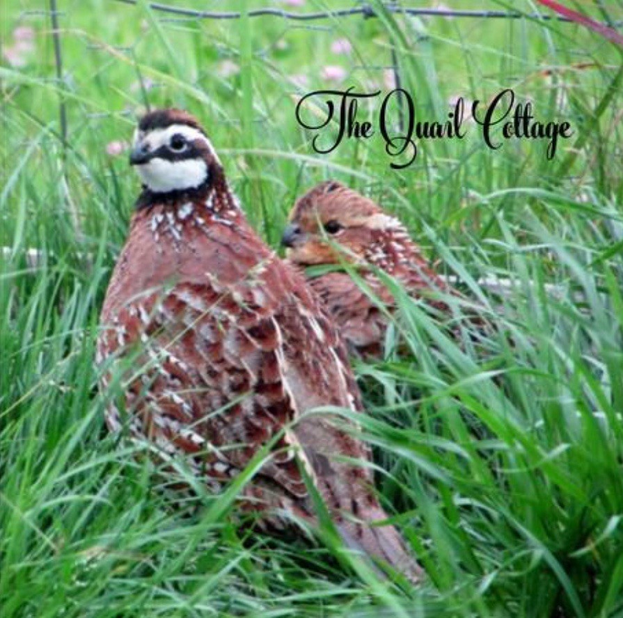 50 Butler Bobwhite Quail Hatching Eggs | eBay