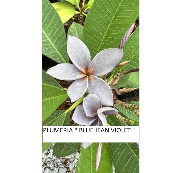 Rare PLUMERIA " BLUE JEAN VIOLET "/frangipani- 1 middle cutting ...