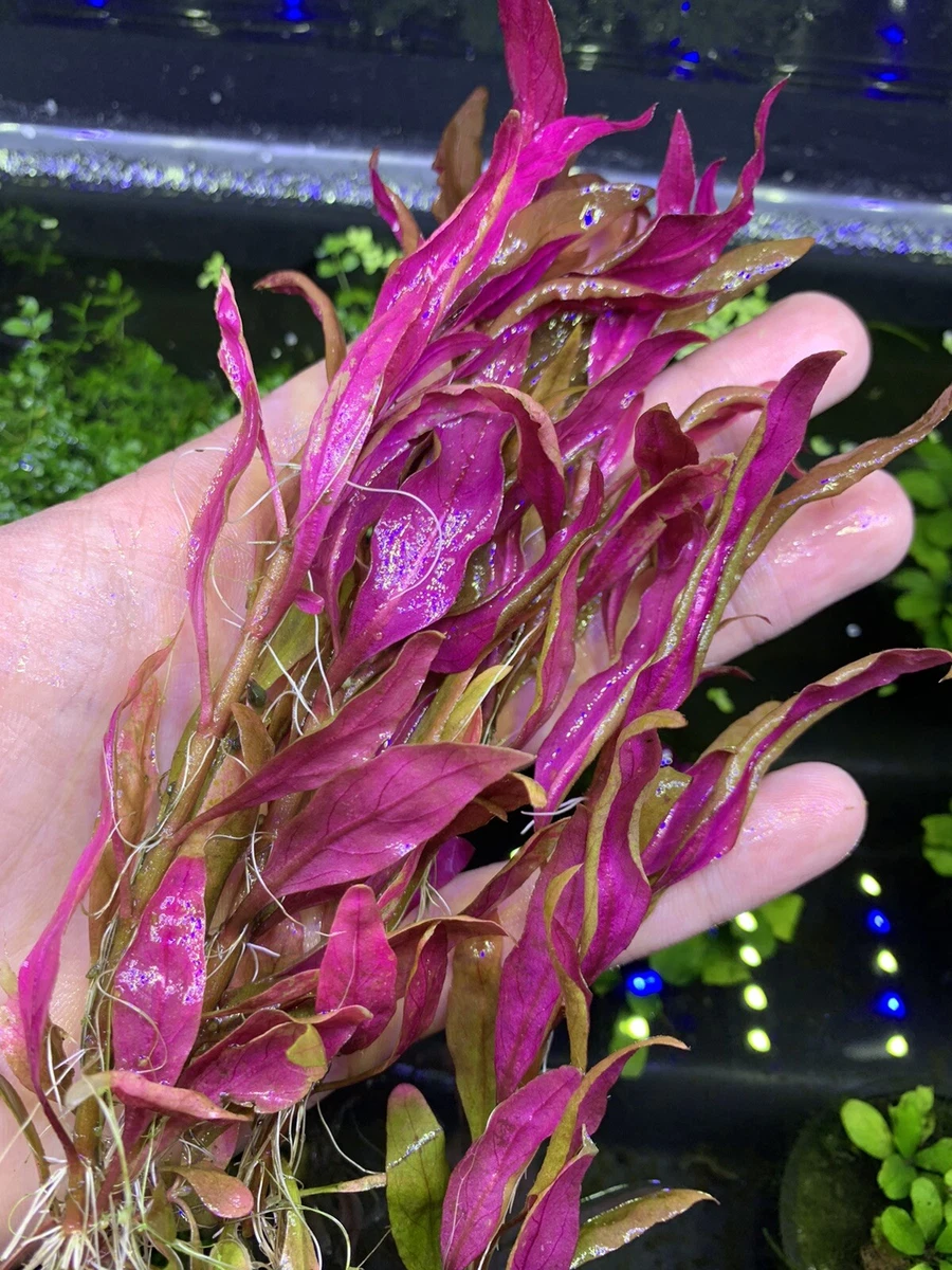 Alternanthera Reineckii Roseafolia