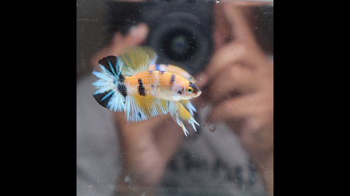 Live Betta Fish HMPK Yellow Base Metallic Male From Thailand-23 | eBay