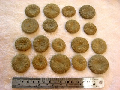 Coral fossil Cretaceous Cycloseris cyclolites 2 fossil lot 1-1.5" N ...