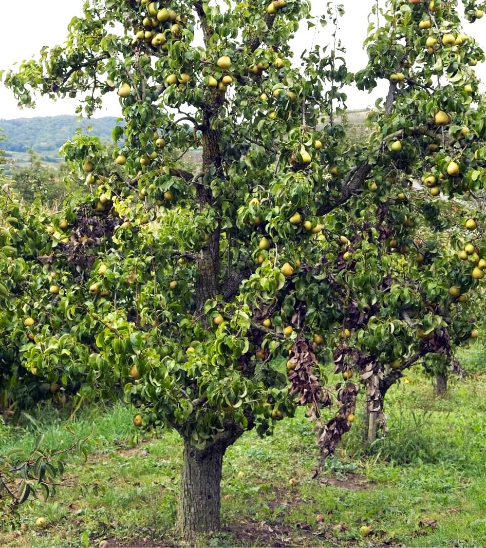 Bartlett Pear Seedling