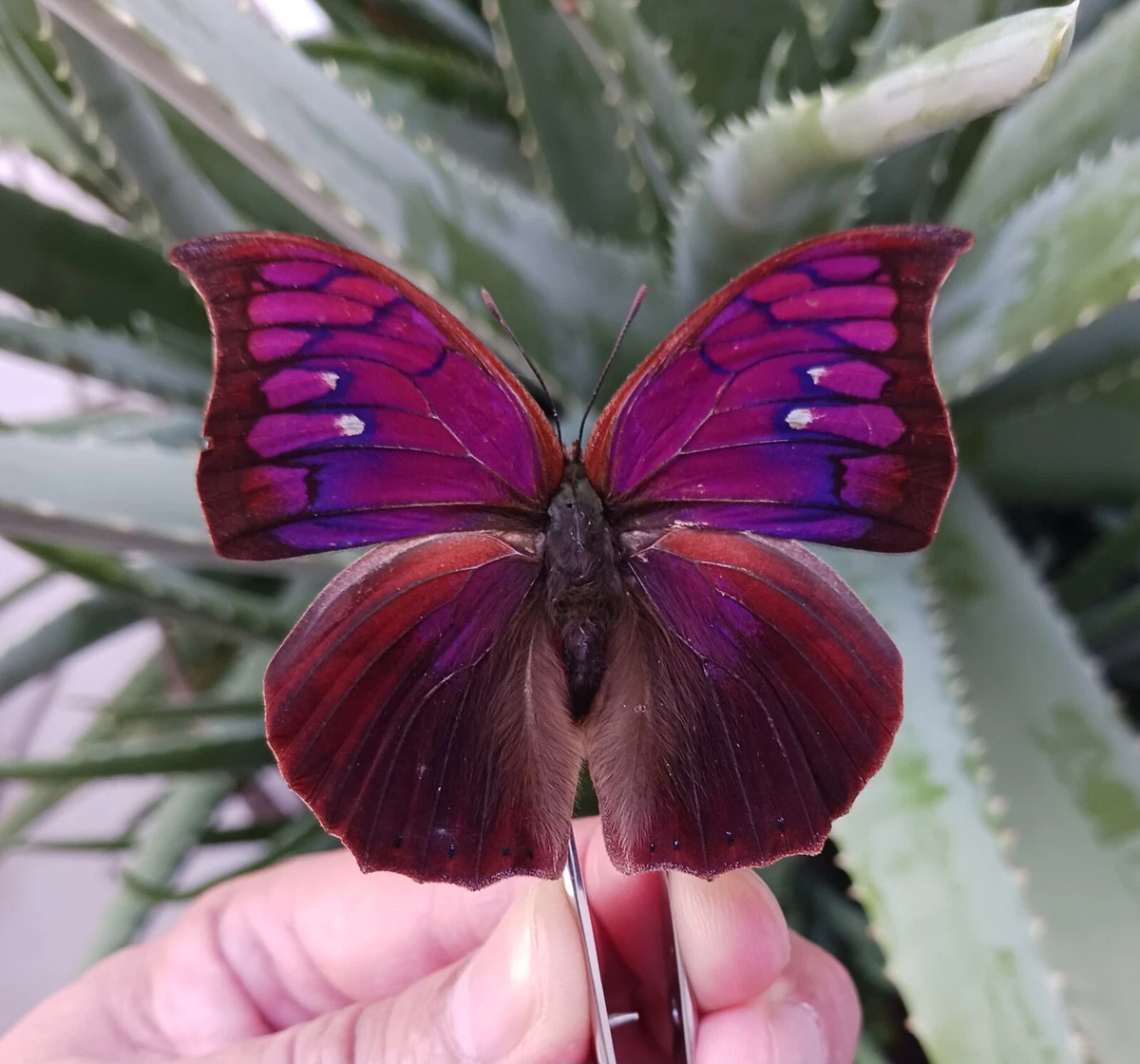 Real Purple Butterfly