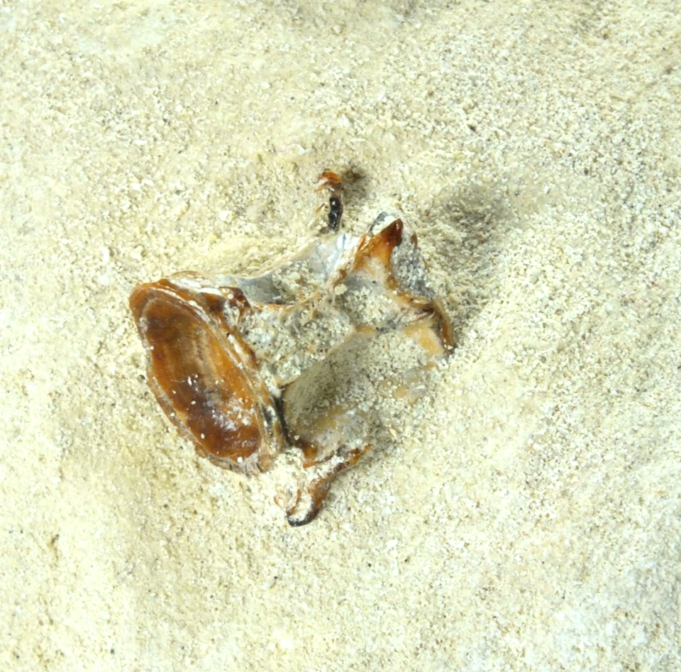 Fossil Echinoids & Fish Mouth Plates on Matrix Portland Victoria ...