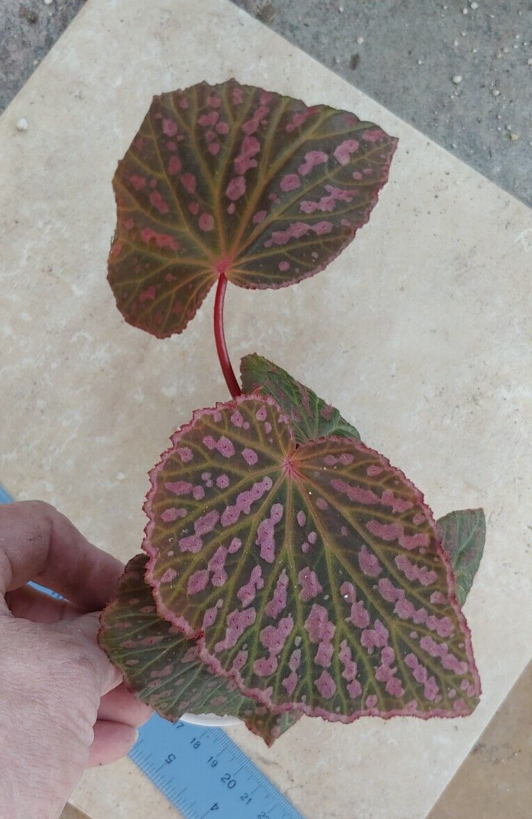 Begonia Super Chloro Plant ~~ Terrarium | eBay