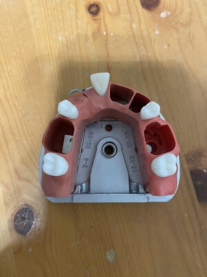 ADEX ModuPro Endo Typodont Maxilla Arch | eBay