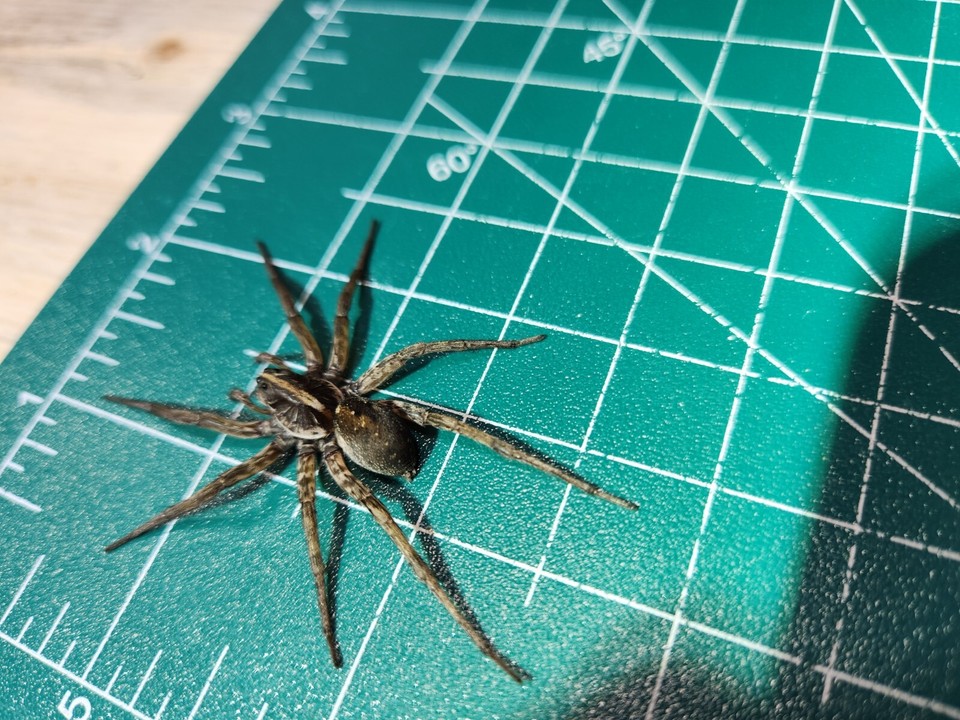 Large Florida Wolf Spider wet specimen oddities Taxidermy Mummified ...