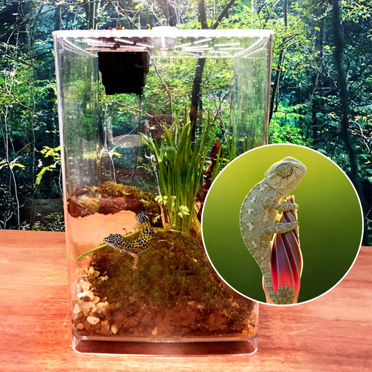 Pet Frog Tank
