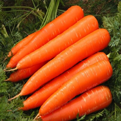 Carrot seёds 1000 Carrot Red Giant, organic heirloom carrot seёds -631 ...