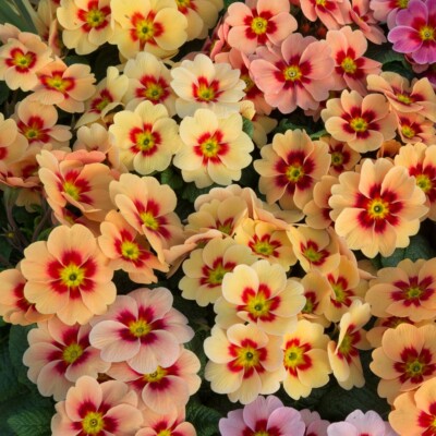 Primula Husky Peach x 3 in 9cm pots, garden ready Plants | eBay UK