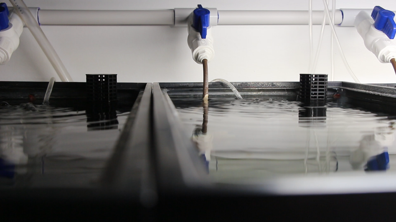 Bulkhead Screen Fitting for Aquariums and Hydroponics | eBay