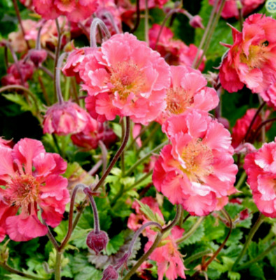 Geum Pink Petticoats Perennial Alpine Plant 1 x 9cm pot | eBay UK