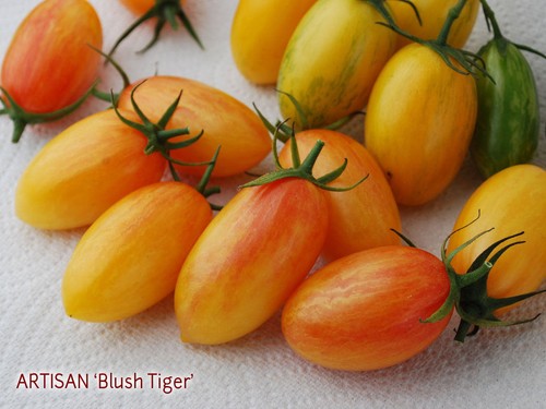 Tomato Artisan Blush Tiger 250 graines BIO / NON OGM | eBay