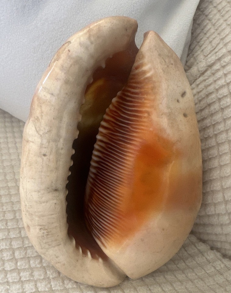 Vintage Italian Hand Carved Conk Sea Shell Cameo 3 Graces | eBay