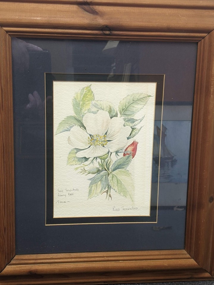 Vintage original watercolour painting by Terry Thomas, Rosa Tomentosa ...