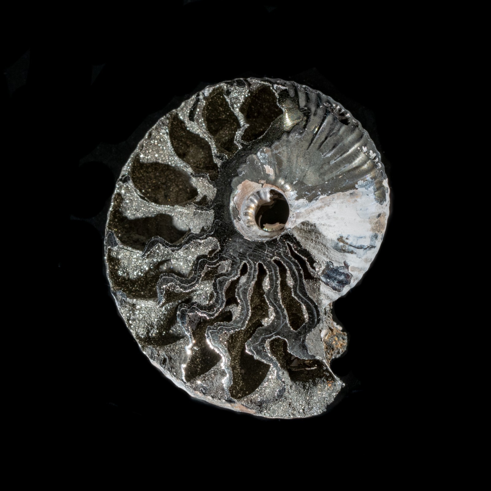 20g Pyritized Ammonite metallic shell fossil 44x38mm from Volga river ...