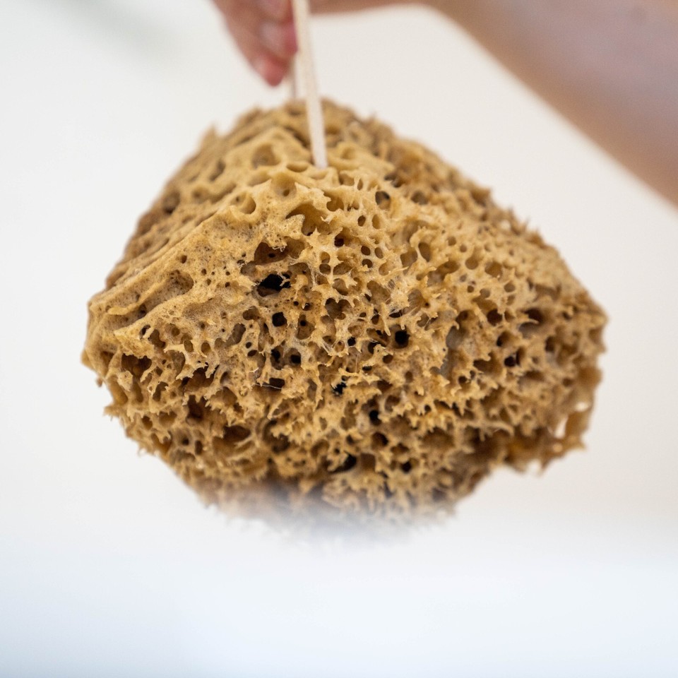 Luxury Natural Sea Sponge for Bath and Shower UK Honeycomb Bath Sea ...