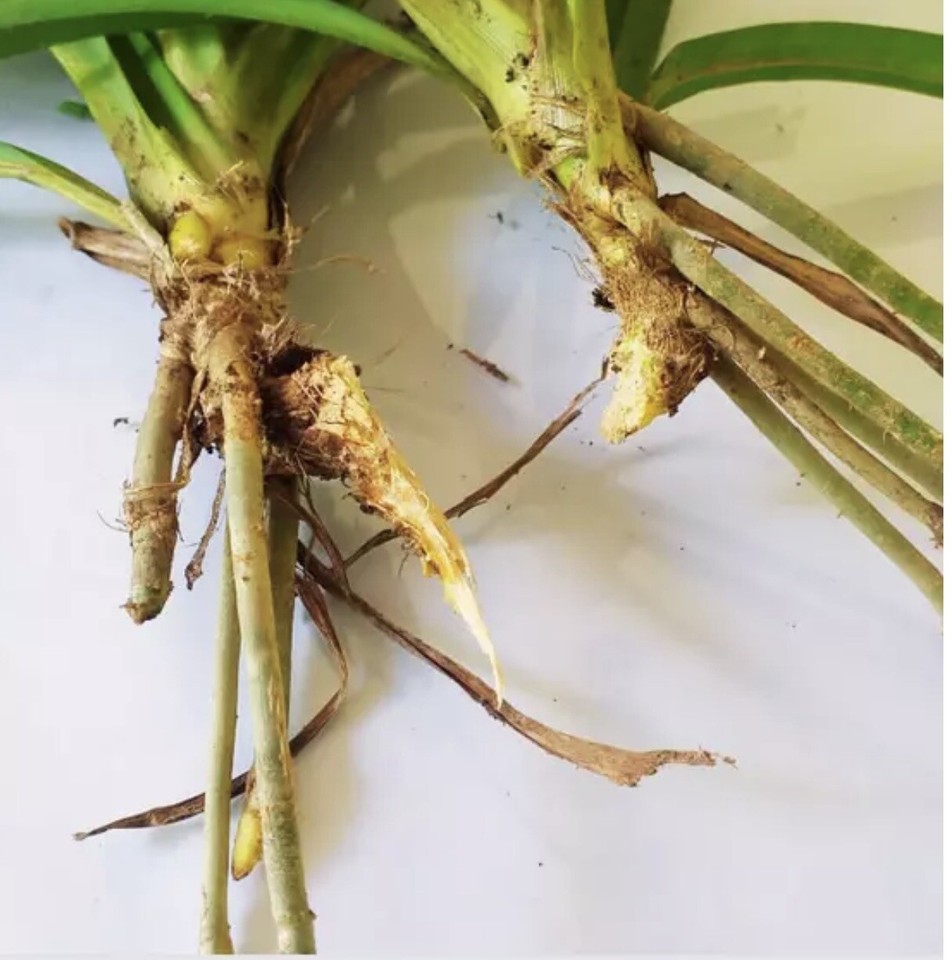 Pandanus amaryllifolius - Pandan leaf Live Plant Root | eBay