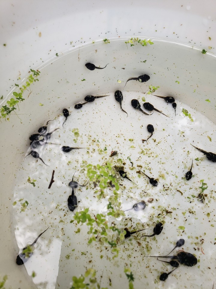 25+ Live Tadpoles, small size, healthy and energetic! Tree Frogs, Toads ...