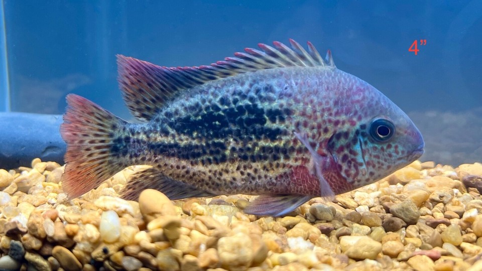 Vieja bifasiata /Red-spotted Cichlid | eBay