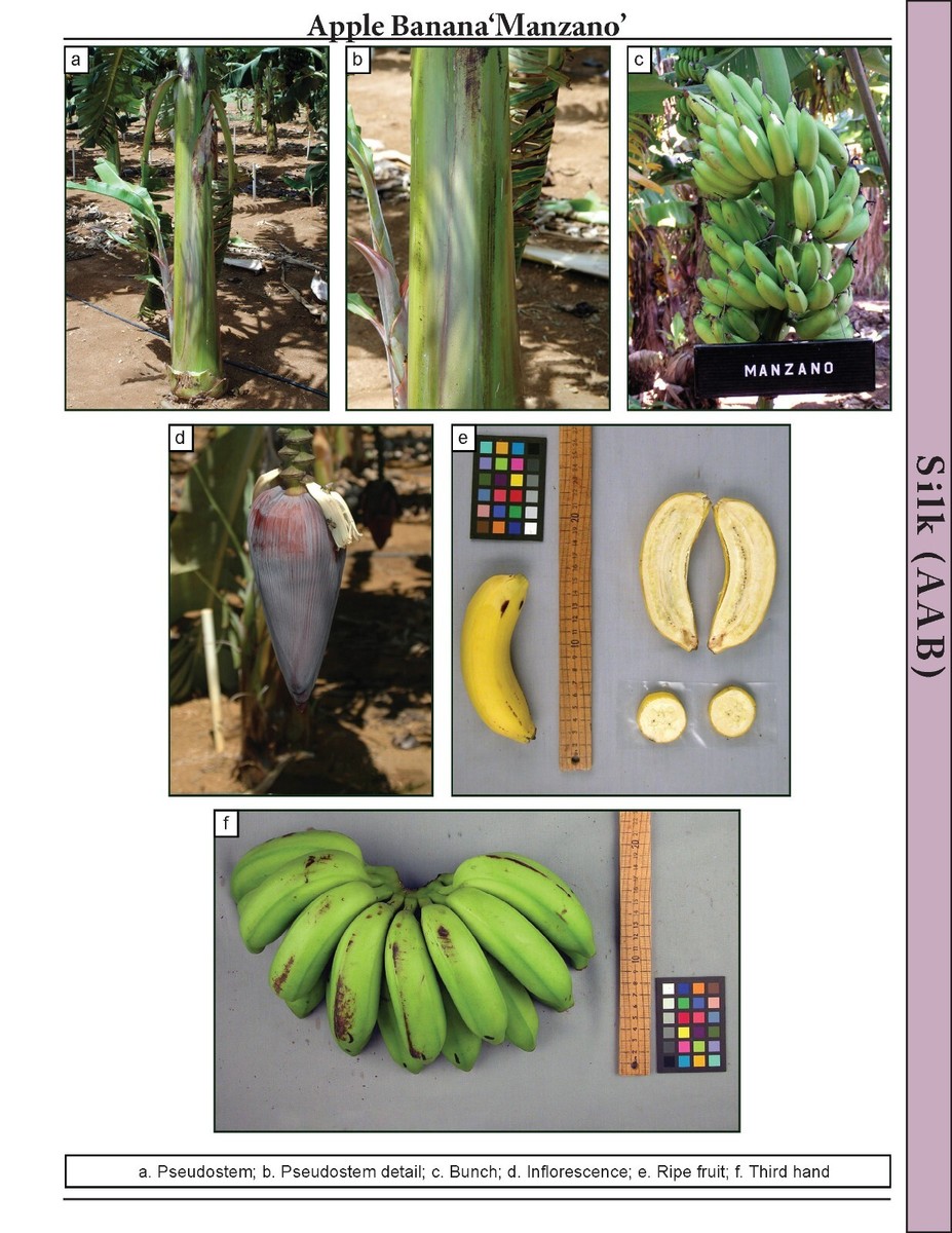 Manzano Banana Apple Banana Manzano Box Tropical Fruit Box