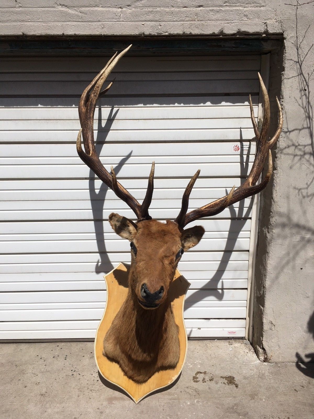 Vintage 80" x 48" 7 x 7 Point Elk Head Shoulder Mount Taxidermy Hunting ...