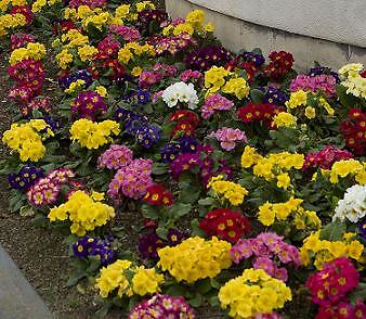 Primula polyantha Supernova Mix 1,000 seeds | eBay
