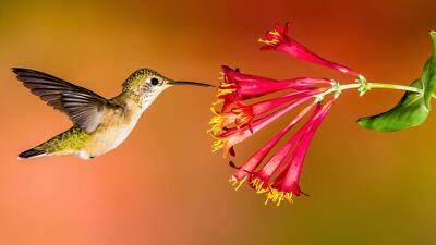 Hummingbird Wildflower Seed Mix -Perennial Garden for Hummingbirds ...