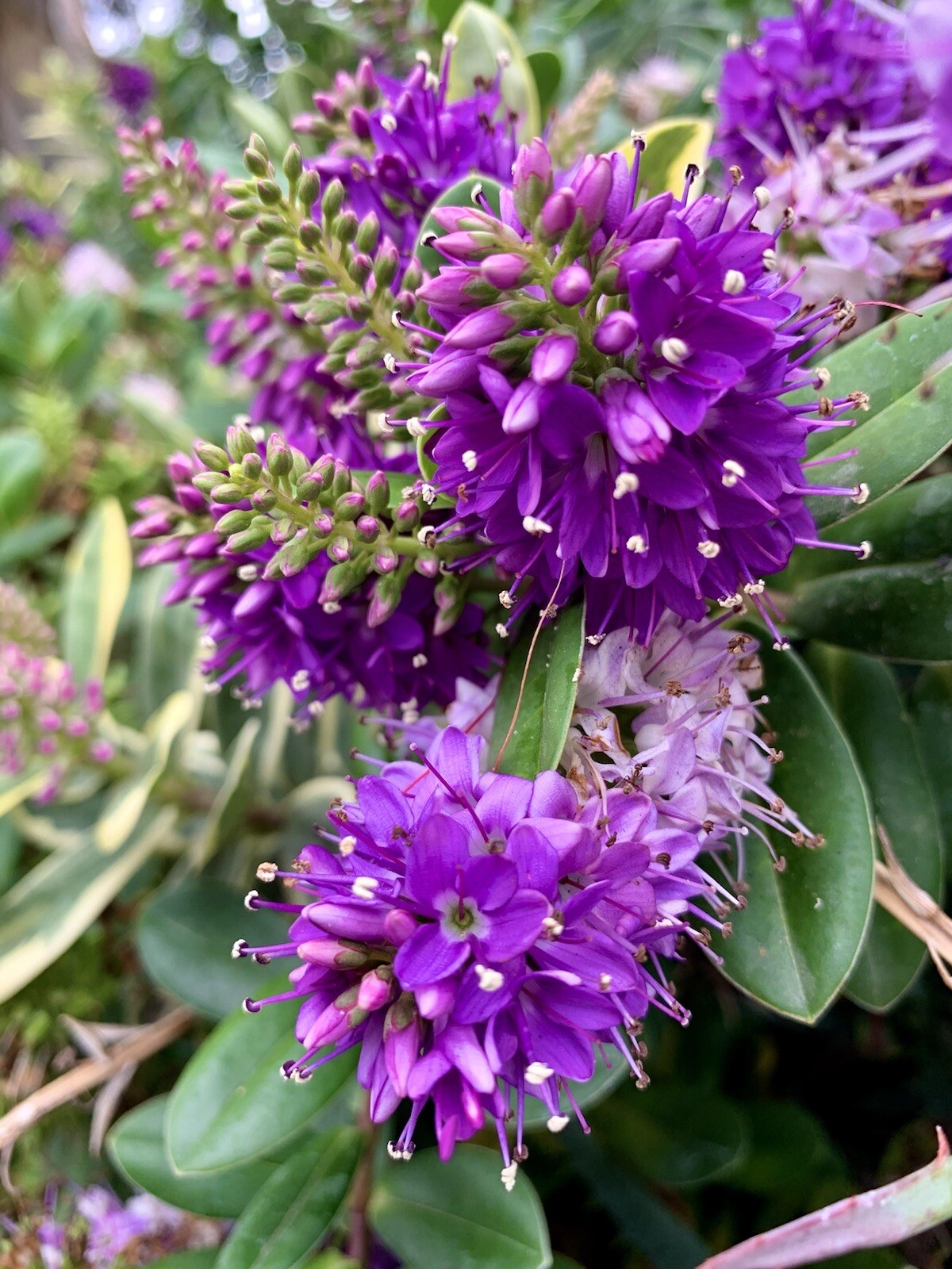 Purple Hedge Veronica, Hebe Franciscana - 30 seeds 2025 - USA | eBay