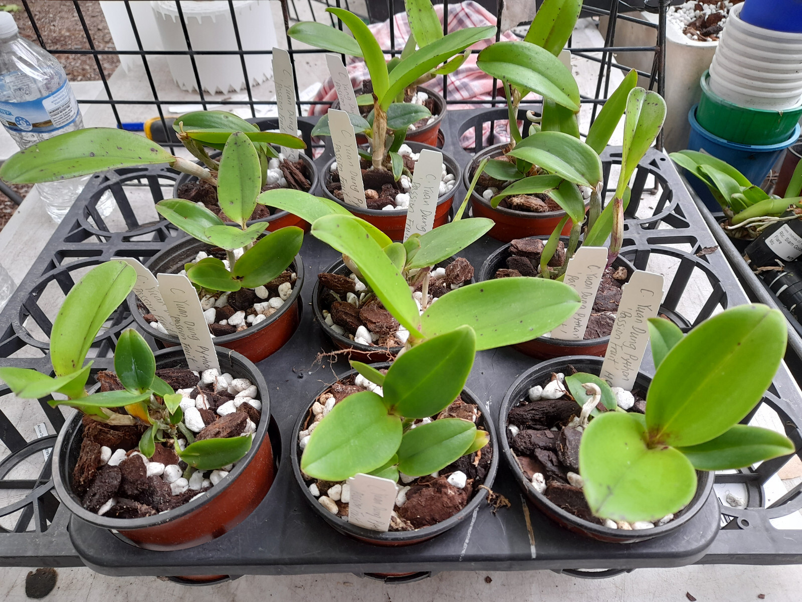 FPOrchids Cattleya Rlc. Yuan Dung Python 'Passion Fruit' mc | eBay