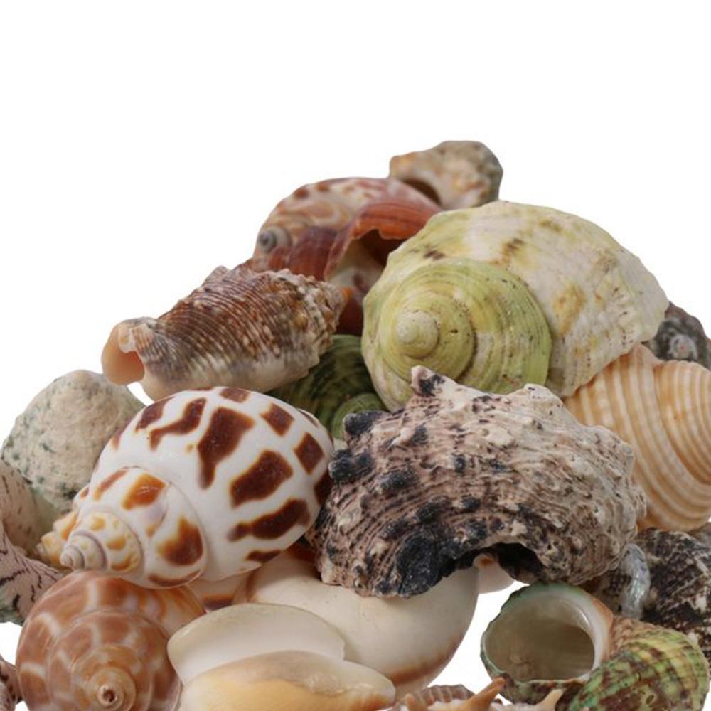 30PCS DIY Hermit Crab Shells Natural Sea Conch Shell Conch Fish Tank ...
