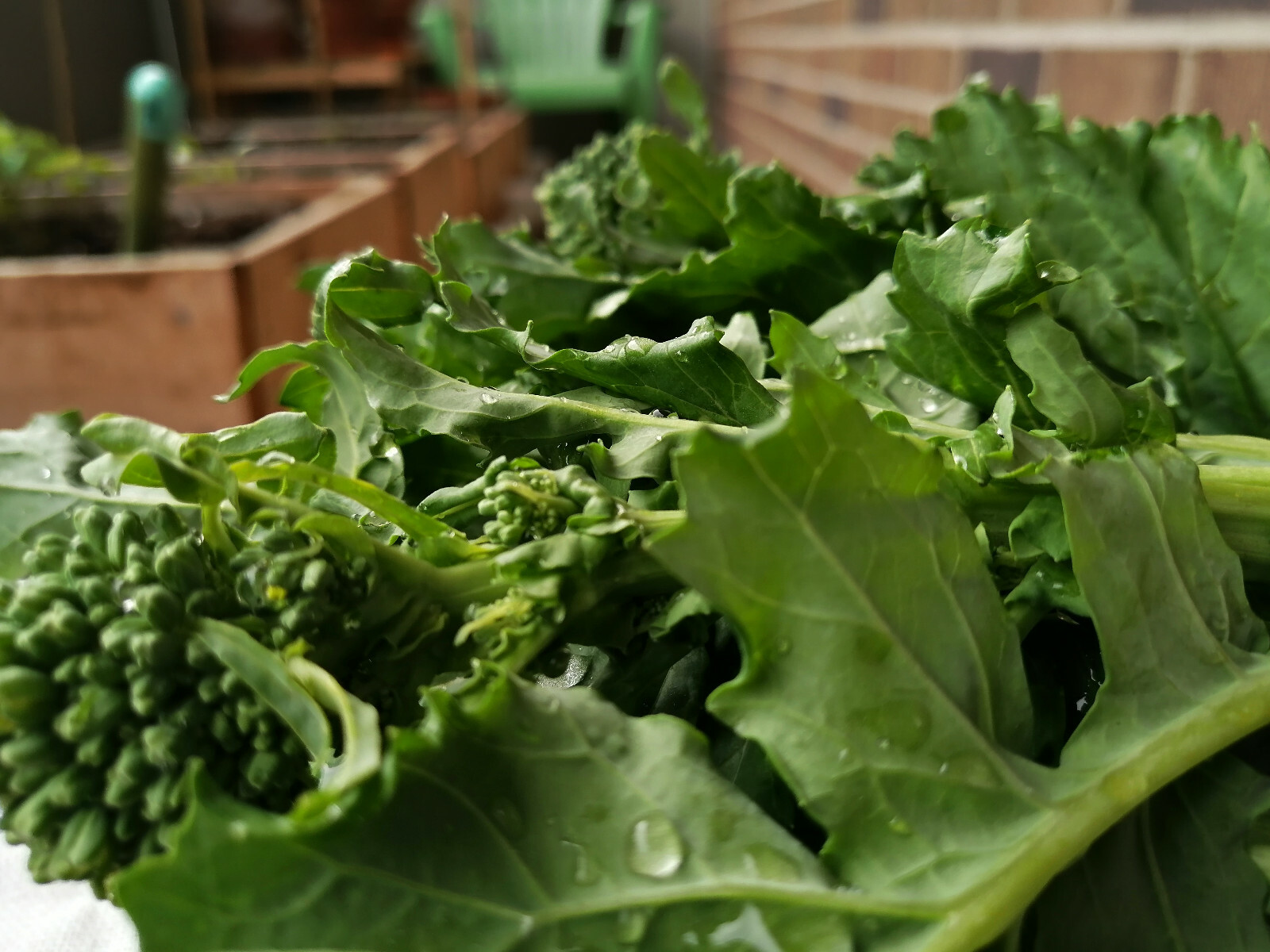 500 Quarantina Broccoli Raab, Broccoli Rabe, Rapini, Cime di rapa ...