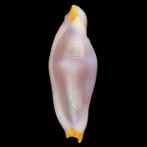 CUSPIVOLVA FORMOSA (Bohol Isl., Philippines) 8.9mm #44883 | eBay