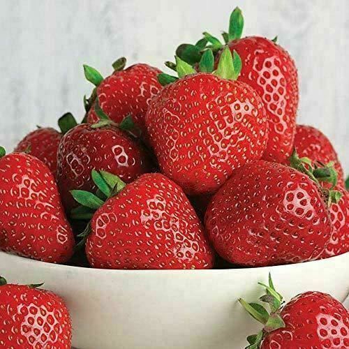15 Strawberry 'Red Gauntlet' Hardy Mid Season Bare Root Garden Fruit ...