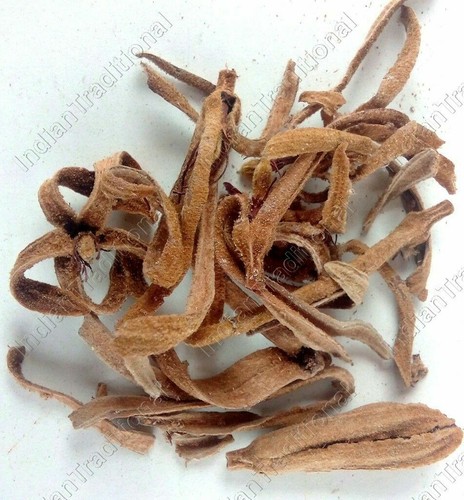 Bulk Pterospermum Diversifolium Muchukunda Kanak Champa Maple Leaf ...