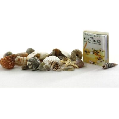 Dollhouse Miniature Seashore Book with Miniature Seashell Collection | eBay