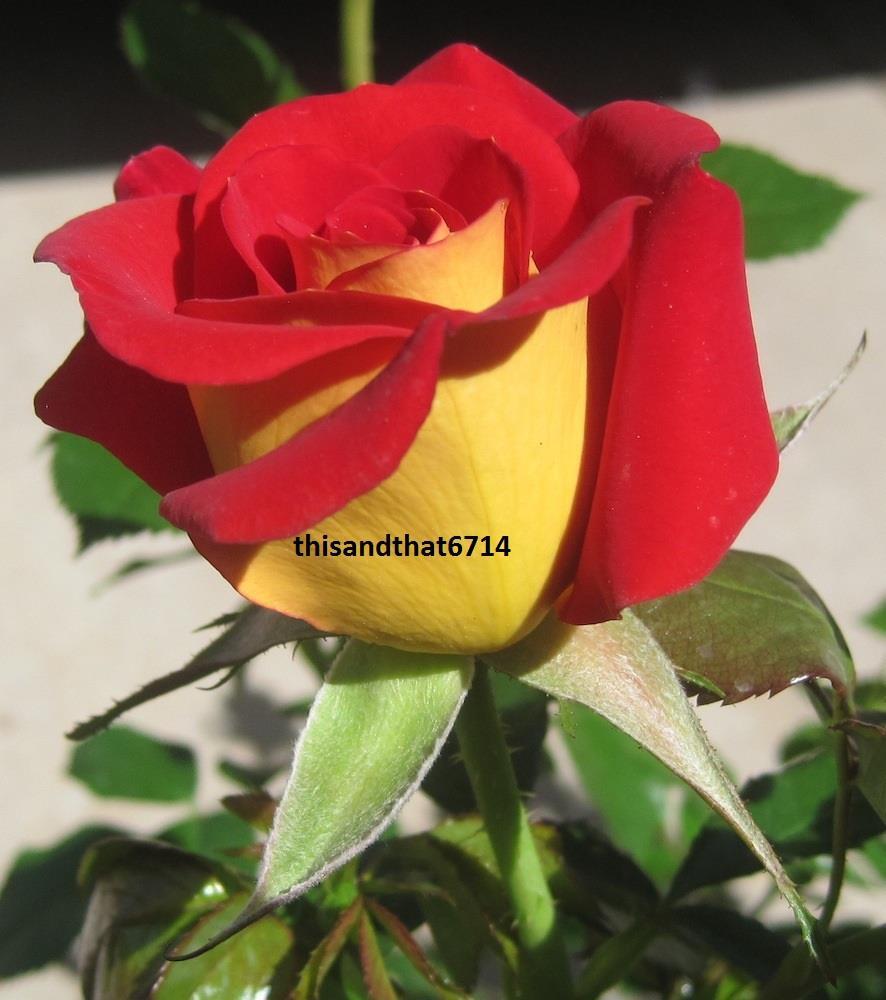 Ketchup & Mustard #41 Rose Bush 50 or 100 Seeds~Rare-Free Shipping-USA ...