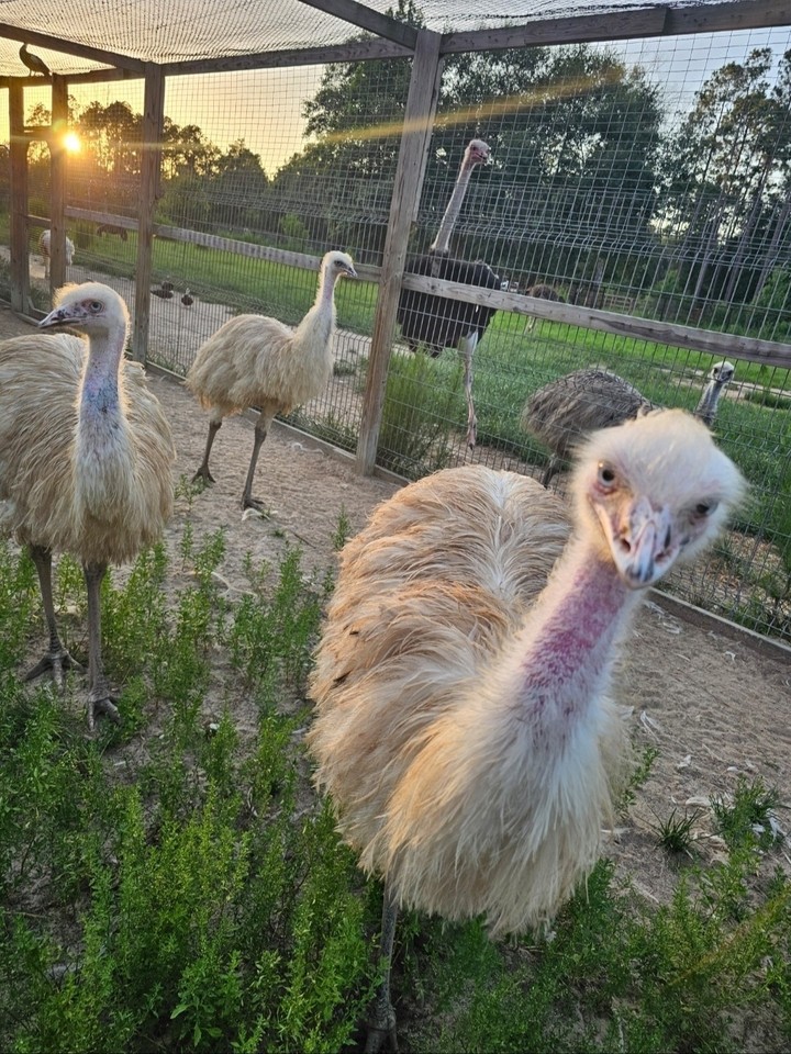 🇺🇸 PRE-SALE – 2 Fertile Emu Hatching Eggs | eBay