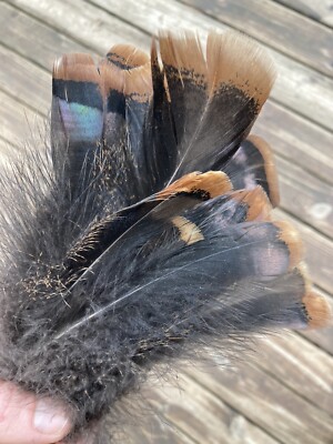 Lot Of 40+ Wild Tom Turkey Feathers Crafting Fly Fishing Fly Tying ...
