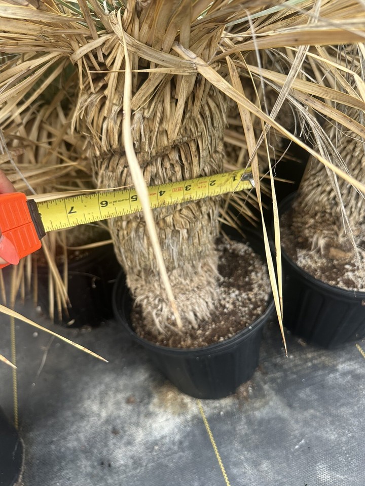 Yucca rostrata Beaked Yucca Small Quantity Don’t Miss Out! | eBay