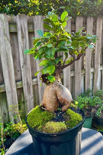 Primrue Ficus Bonsai Tree aerial roots 7 years Ariel roots on trunk | eBay
