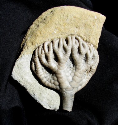 TOP QUALITY, 3-D FORBESIOCRINUS MULTIBRACHIATUS CRINOID FOSSIL ...