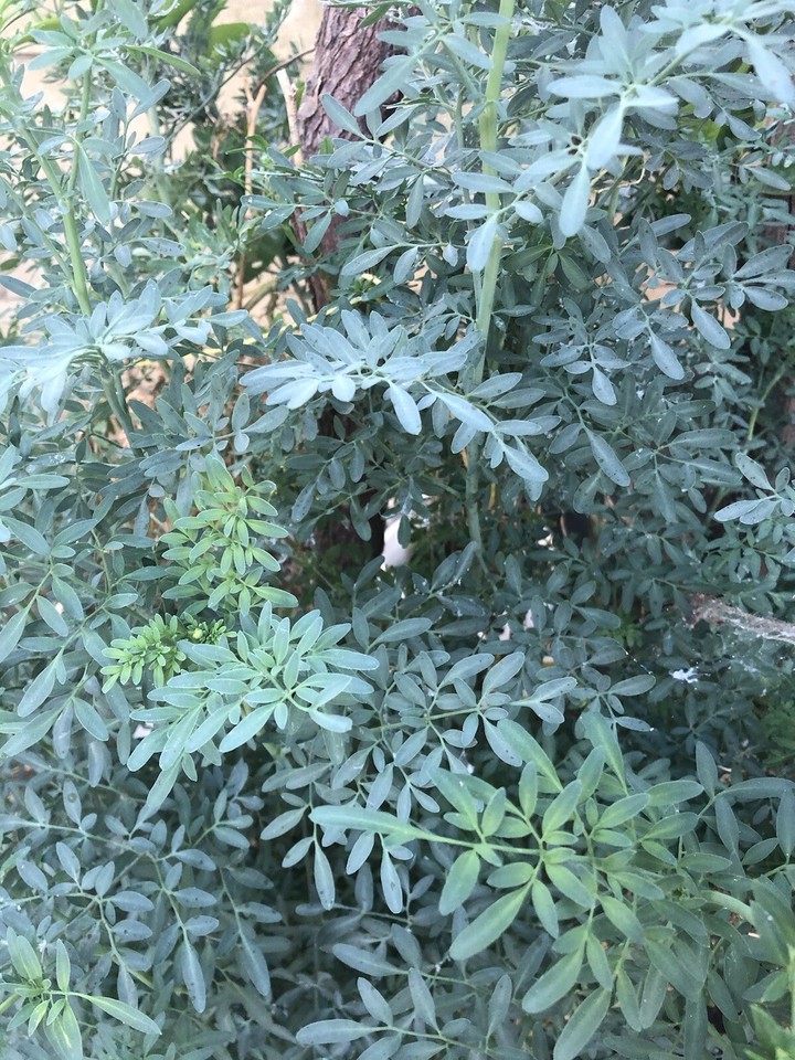 Common Rue Plant With Pot 8” Ruda Ruta Graveolens Live Plant | eBay